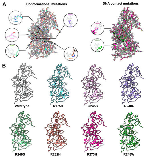 Complete Models of p53 Better Inform the Impact of Hotspot Mutations