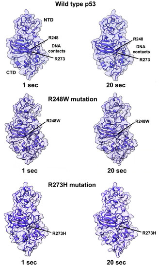 Complete Models of p53 Better Inform the Impact of Hotspot Mutations