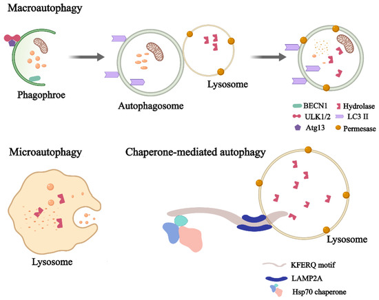 Autophagy: A Double-Edged Sword in Male Reproduction