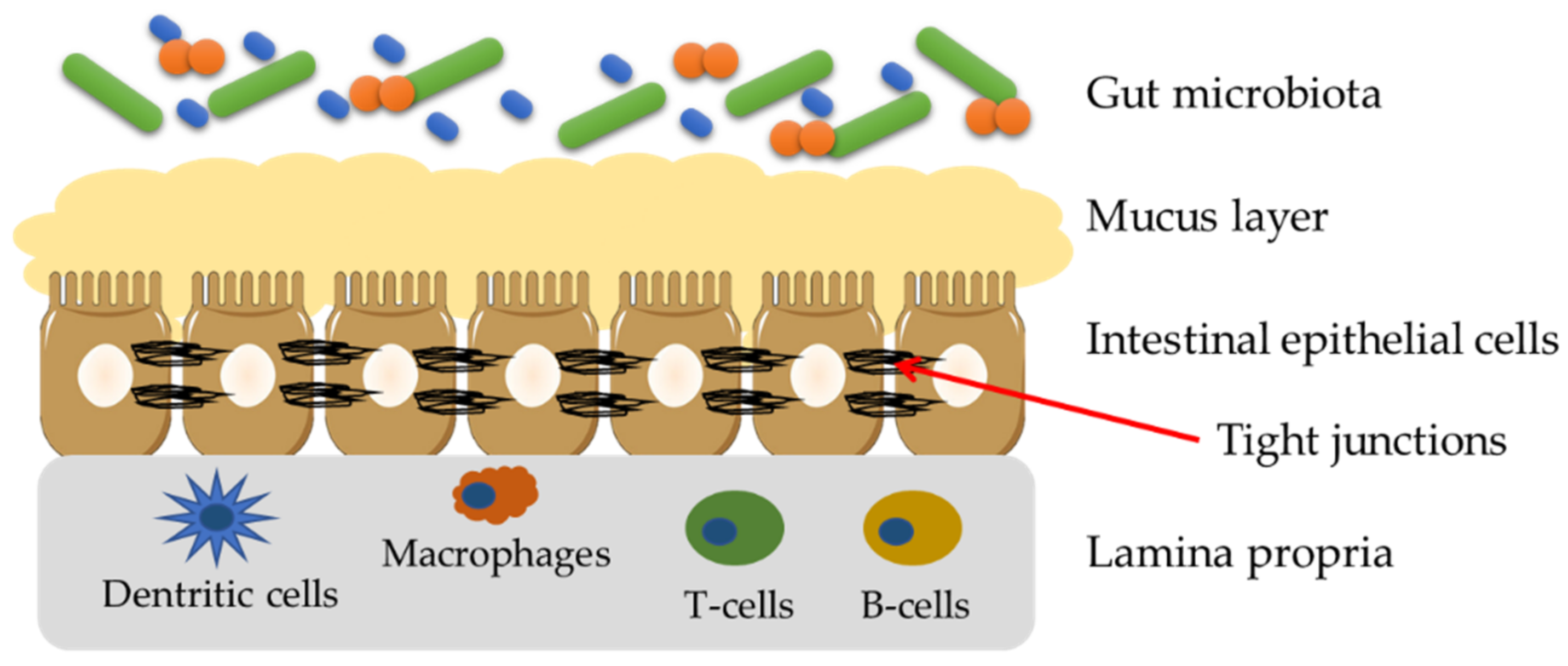 Crosstalk between Resveratrol and Gut Barrier: A Review