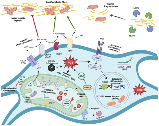 Mitochondrial Dysfunction and Oxidative Stress in Hereditary Ectopic ...