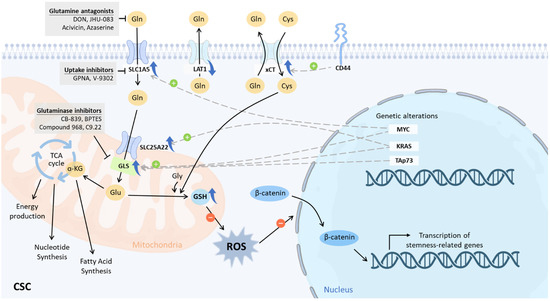 Therapeutic Targeting of Glutaminolysis as a Novel Strategy to Combat ...