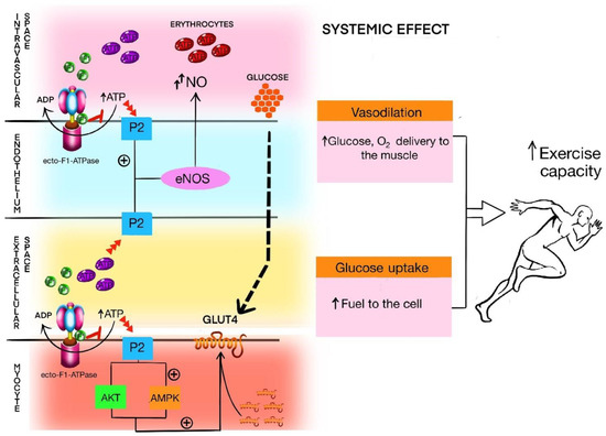 ATPase Inhibitory Factor 1—A Novel Marker of Cellular Fitness and ...