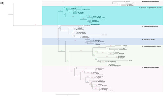 Occurrence and Variability of the Efflux Pump Gene norA across the ...
