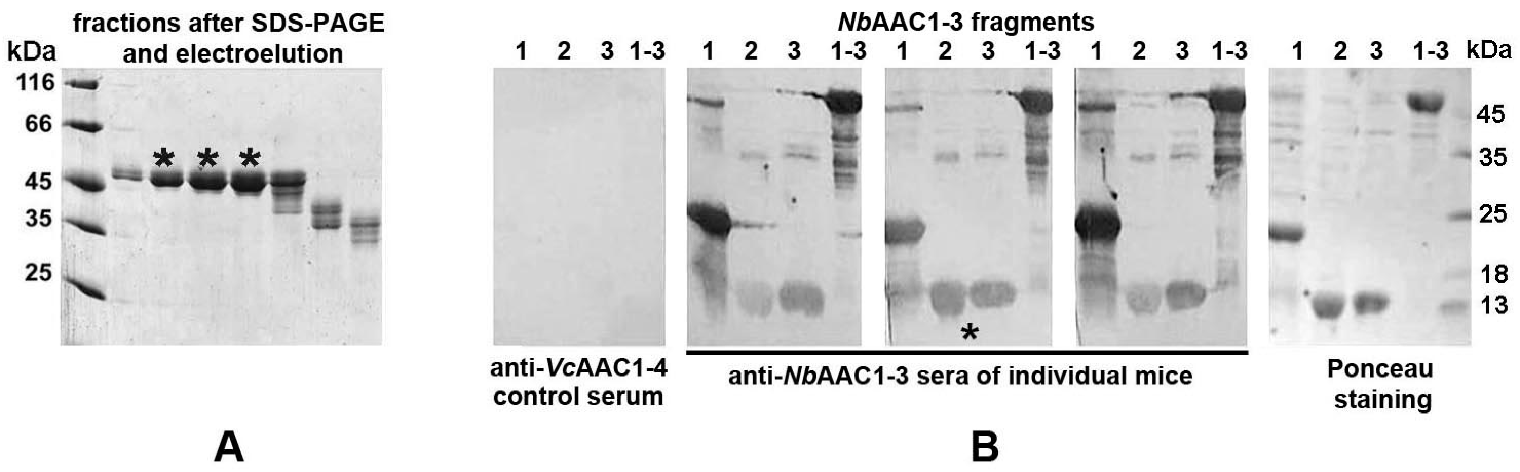 Construction of scFv Antibodies against the Outer Loops of the ...