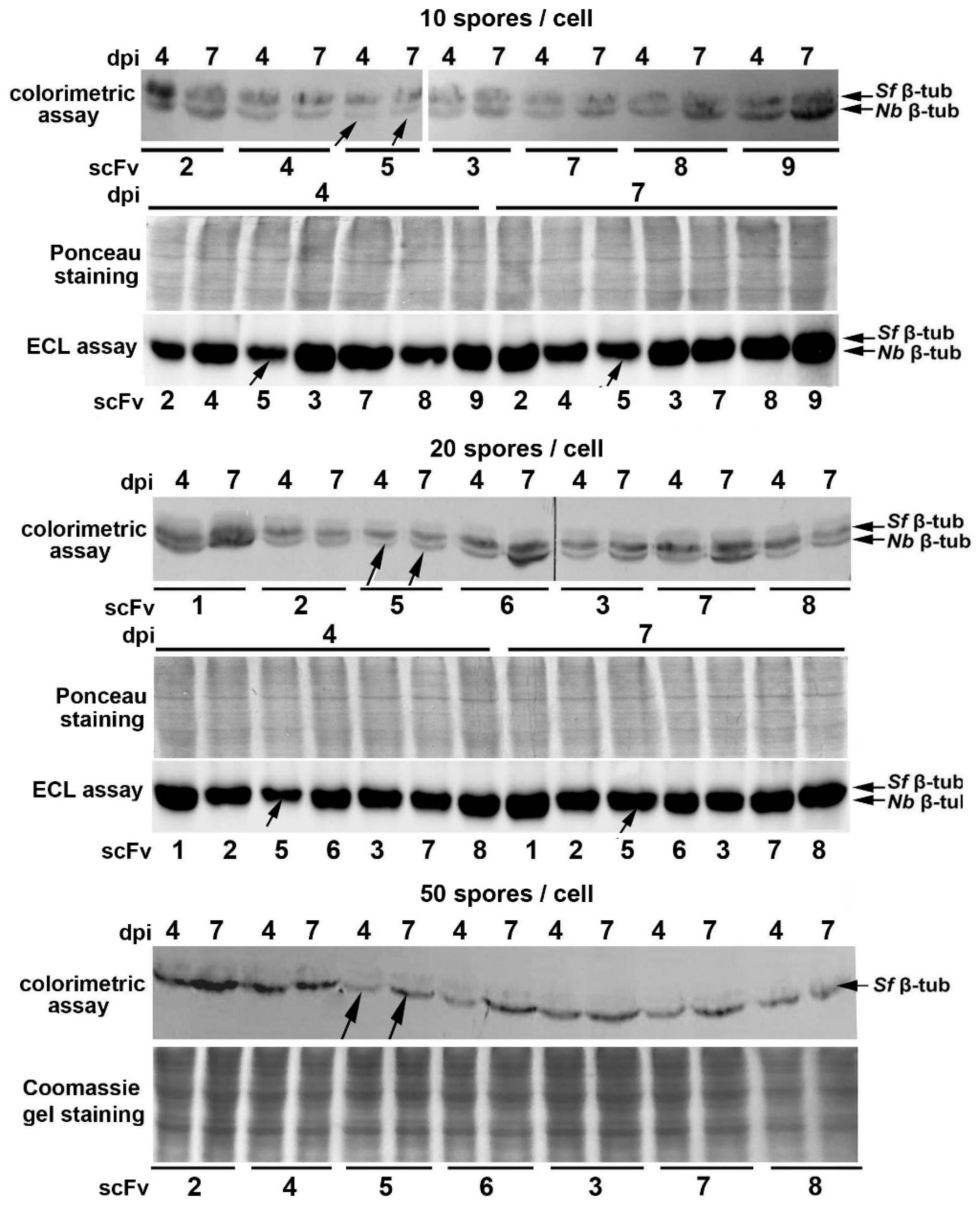 Construction of scFv Antibodies against the Outer Loops of the ...