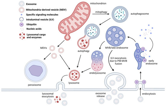 IJMS | Free Full-Text | Role of Ceramides and Lysosomes in ...