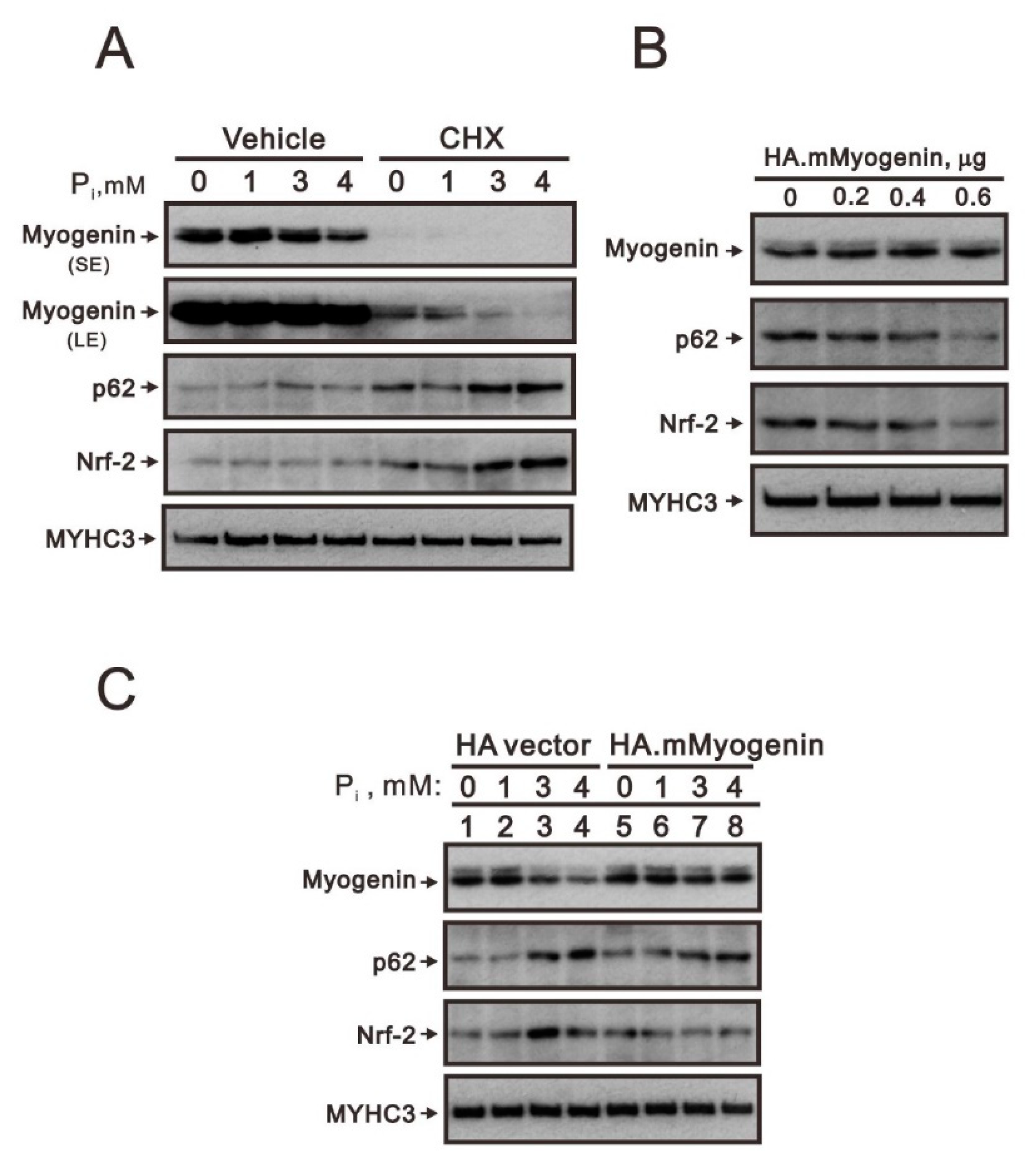IJMS | Free Full-Text | Identification of Agents That Ameliorate ... IJMS | Free Full-Text | Identification of Agents That Ameliorate ...
