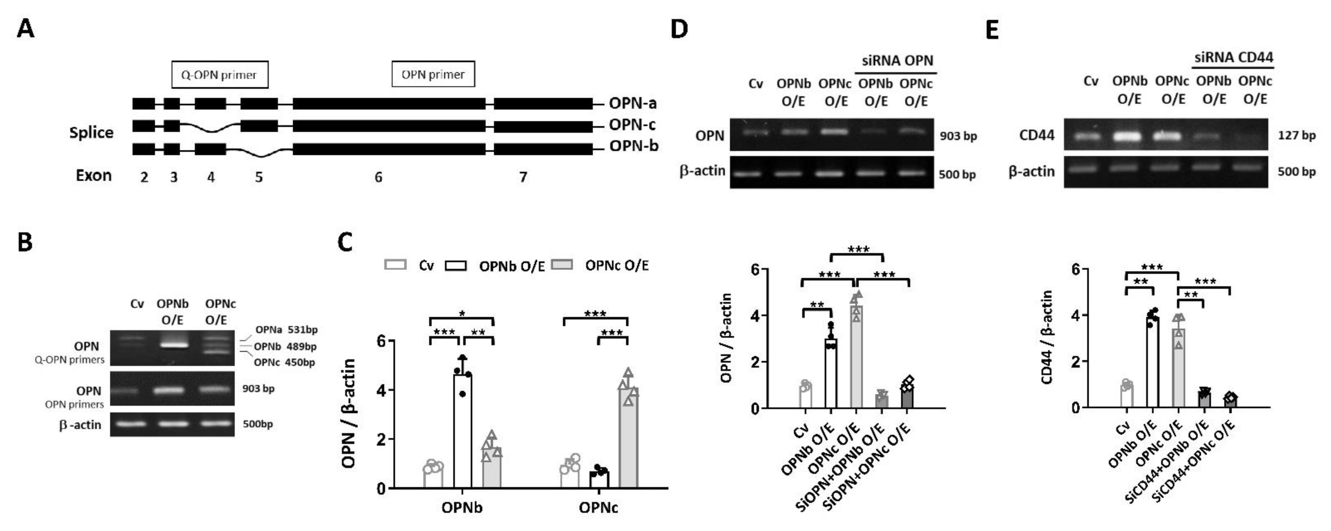Osteopontin Splicing Isoforms Contribute to Endometriotic Proliferation ...