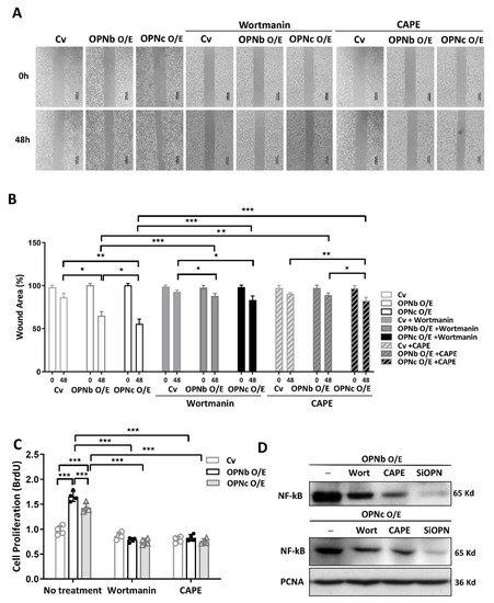 Osteopontin Splicing Isoforms Contribute to Endometriotic Proliferation ...