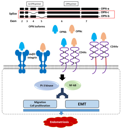 Osteopontin Splicing Isoforms Contribute to Endometriotic Proliferation ...