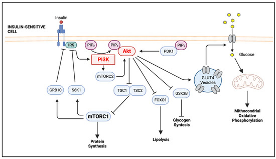 The PI3K/Akt Pathway in Meta-Inflammation