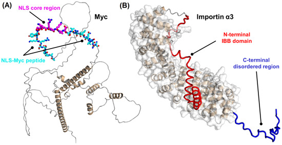Deciphering the Binding of the Nuclear Localization Sequence of Myc Protein to the Nuclear ...