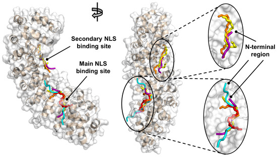 Deciphering the Binding of the Nuclear Localization Sequence of Myc ...