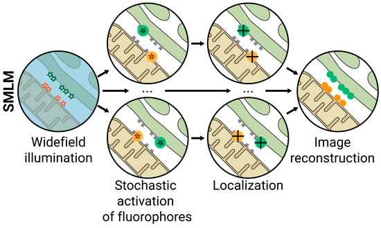 Super-Resolution Microscopy to Study Interorganelle Contact Sites