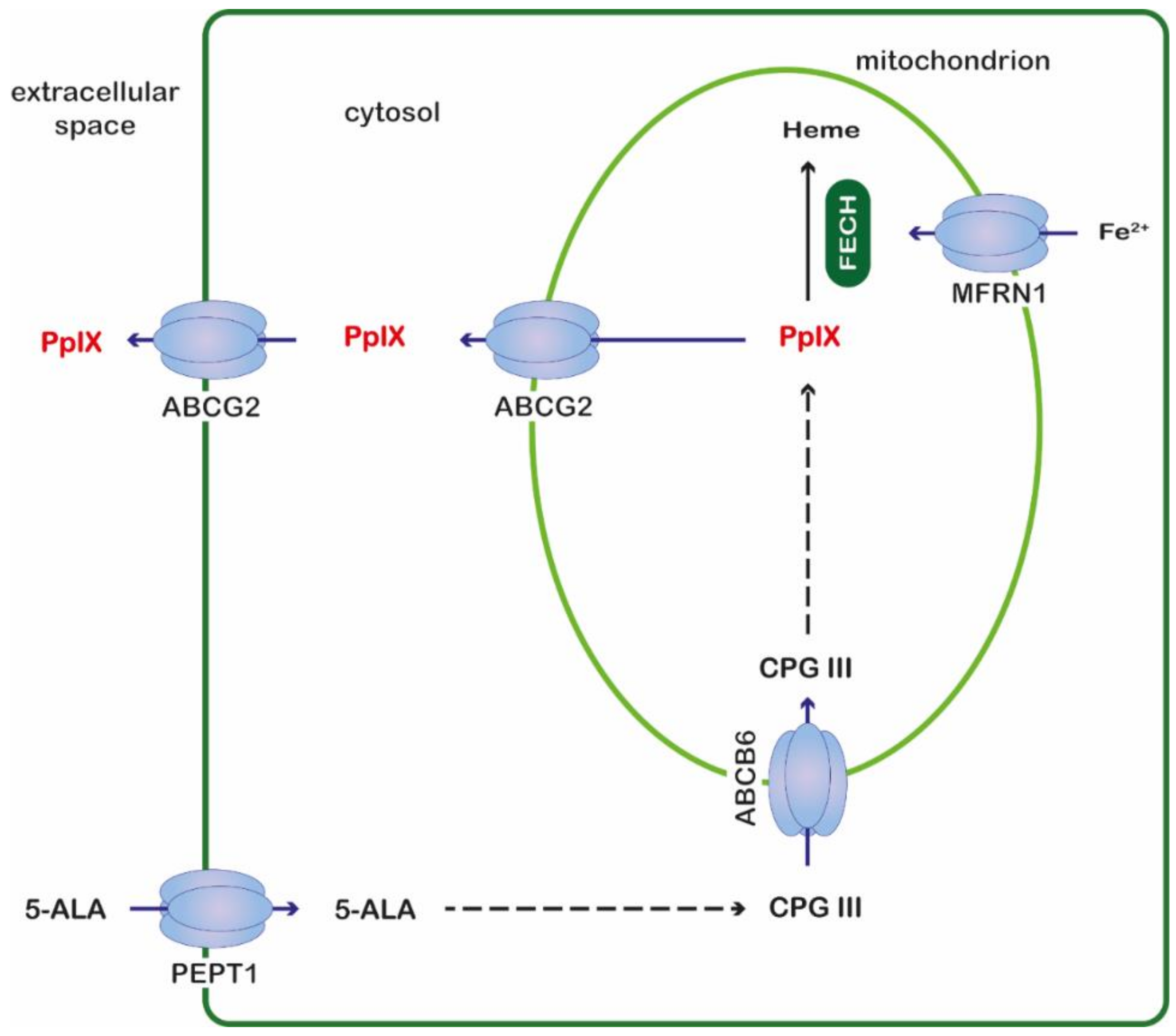 A Thiosemicarbazone Derivative as a Booster in Photodynamic Therapy—A ...