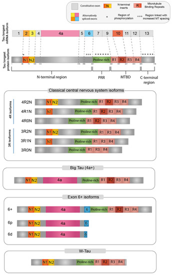 Tau Isoforms: Gaining Insight into MAPT Alternative Splicing