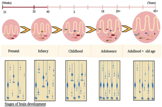 The Molecular Gut-Brain Axis in Early Brain Development