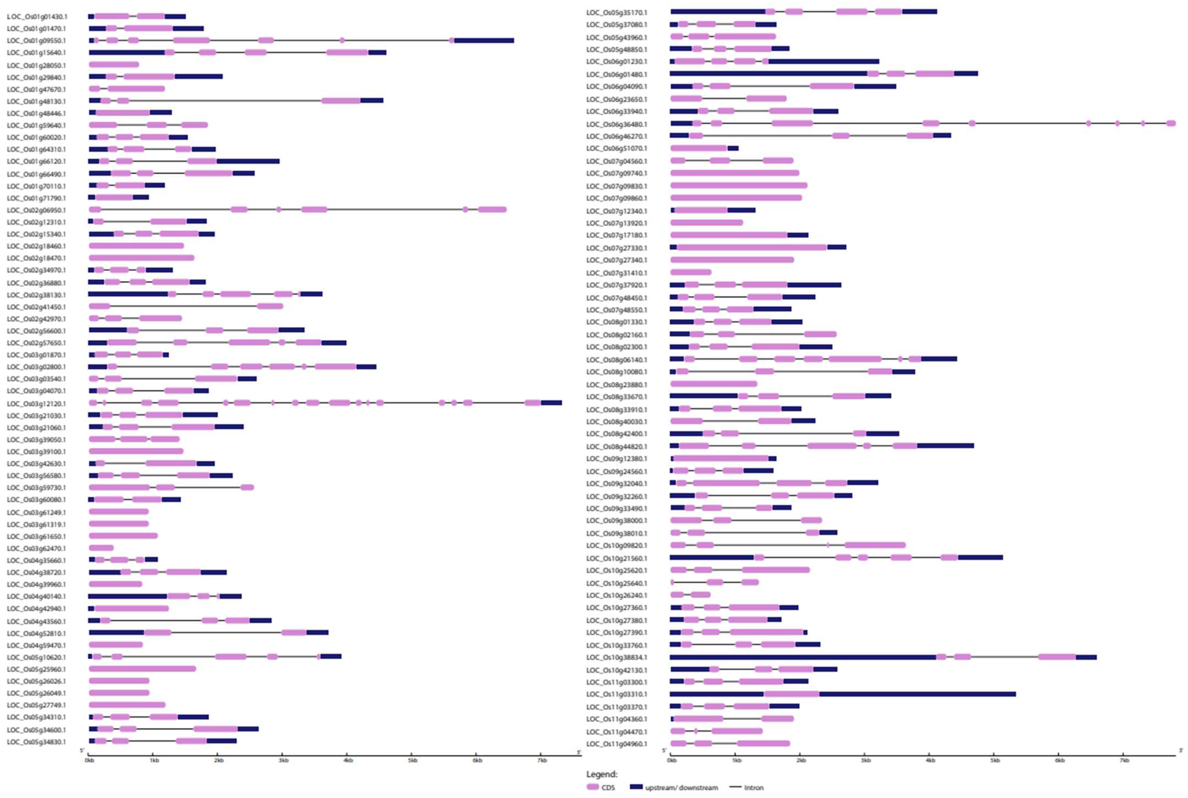 Genome and Transcriptome-Wide Analysis of OsWRKY and OsNAC Gene ...