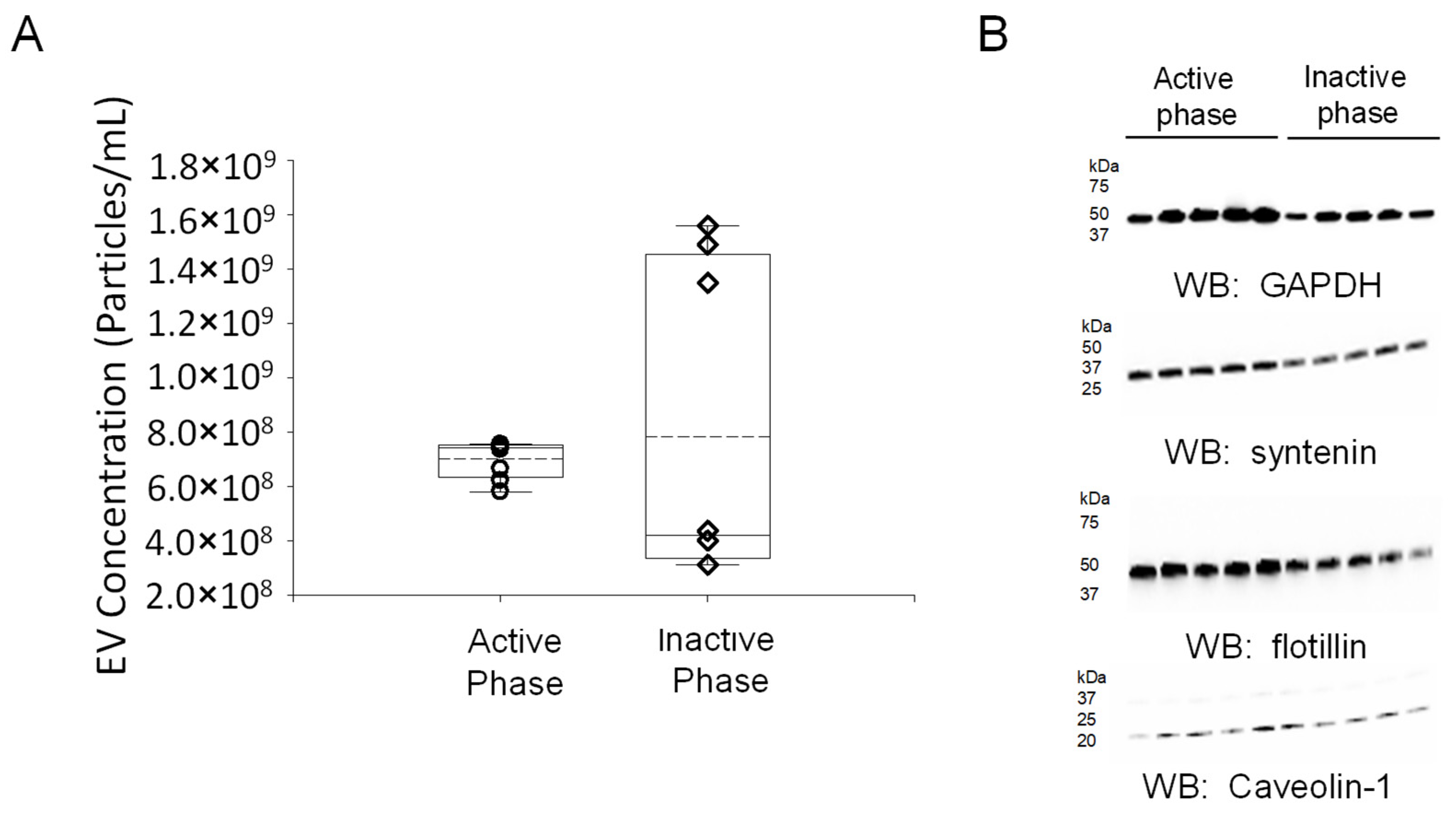 Lipid Profiles of Urinary Extracellular Vesicles Released during the ...