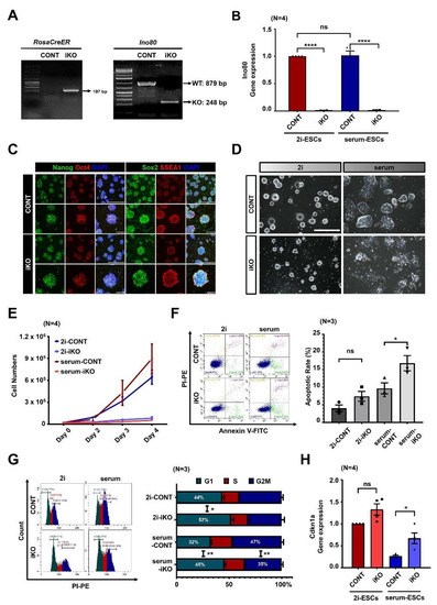 INO80 Is Required for the Cell Cycle Control, Survival, and ...