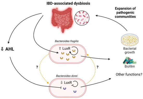 Impact of IBD-Associated Dysbiosis on Bacterial Quorum Sensing Mediated ...
