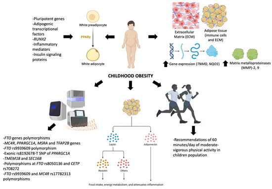 The Role of Molecular and Hormonal Factors in Obesity and the Effects ...