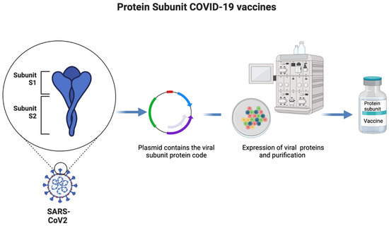 COVID-19 Vaccines, Effectiveness, and Immune Responses