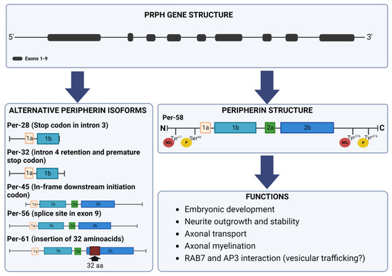 Role of the Intermediate Filament Protein Peripherin in Health and Disease