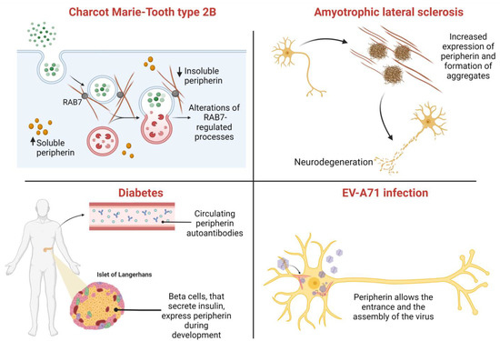 Role of the Intermediate Filament Protein Peripherin in Health and Disease