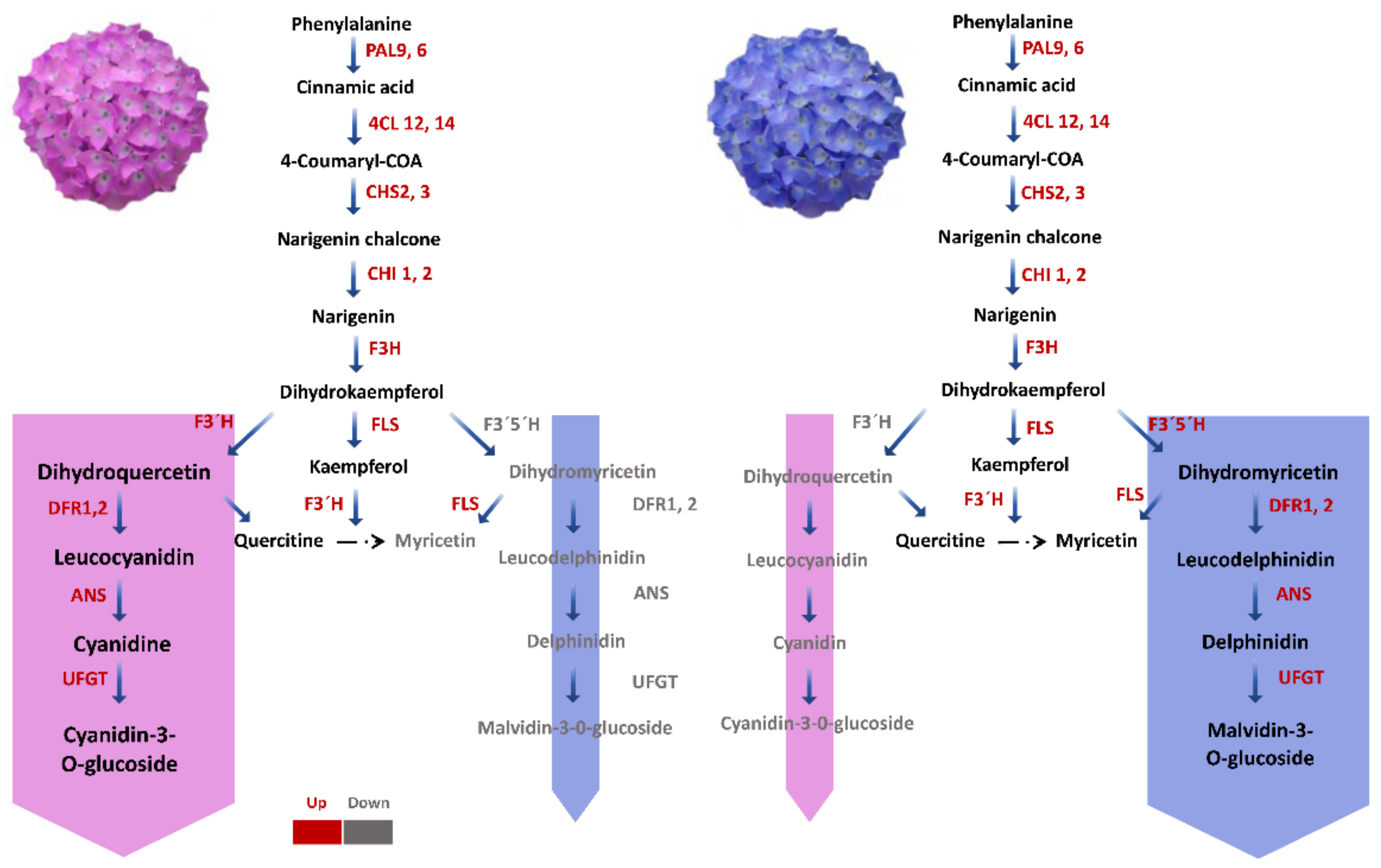 Comparative Transcriptome Analysis Unveils the Molecular Mechanism Underlying Sepal Colour ...