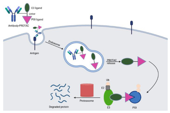 Targeted Protein Degradation: Clinical Advances in the Field of Oncology