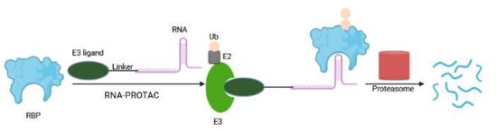 Targeted Protein Degradation: Clinical Advances in the Field of Oncology
