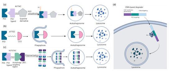 Targeted Protein Degradation: Clinical Advances in the Field of Oncology