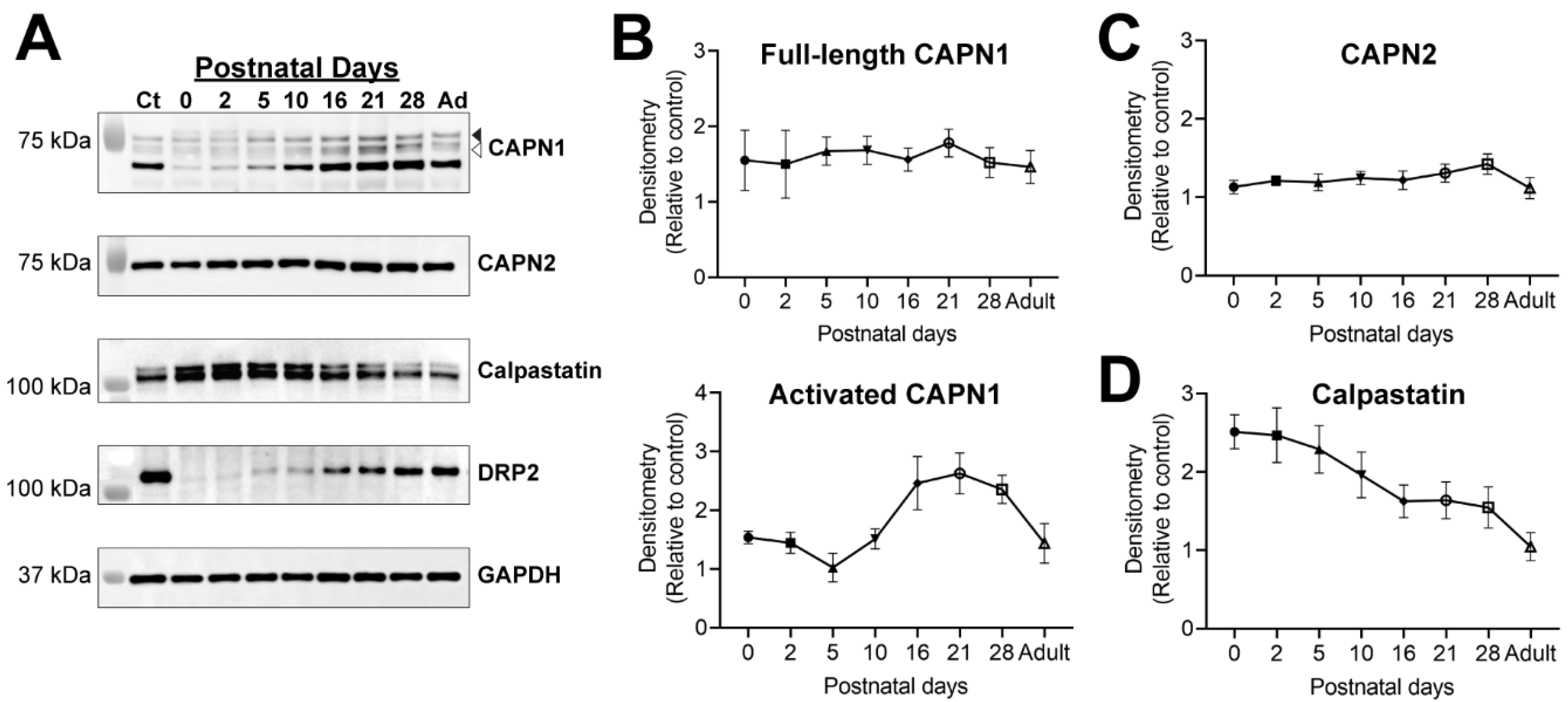 IJMS | Free Full-Text | Distinct Changes in Calpain and Calpastatin ...