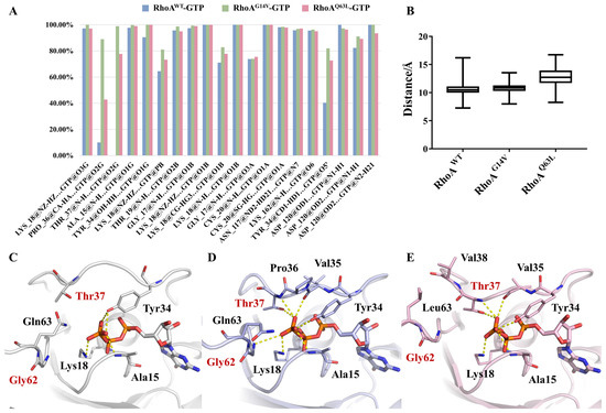 Activation Mechanism of RhoA Caused by Constitutively Activating ...