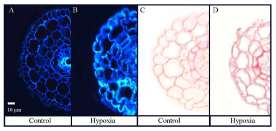 Transcriptomic Analysis of Distal Parts of Roots Reveals Potentially ...