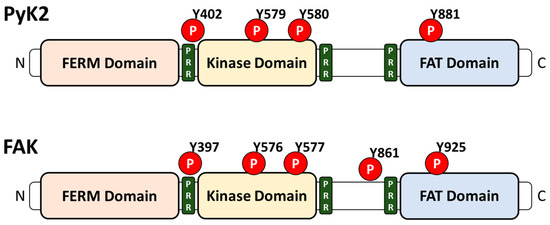 Activated PyK2 and Its Associated Molecules Transduce Cellular ...