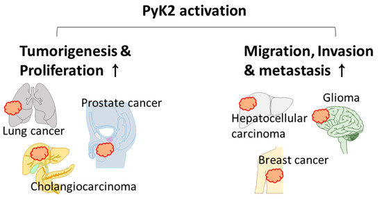 Activated PyK2 and Its Associated Molecules Transduce Cellular ...