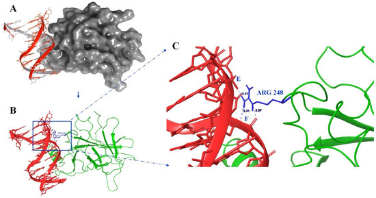 Unraveling the Structural Changes in the DNA-Binding Region of Tumor ...
