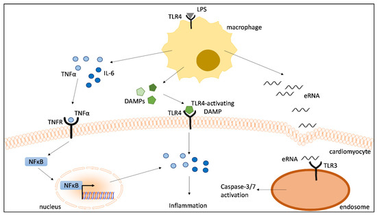 DAMPs Released from Proinflammatory Macrophages Induce Inflammation in ...