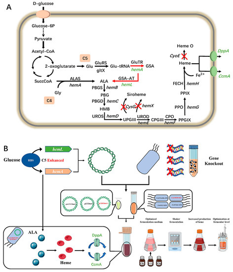 Efficient De Novo Biosynthesis of Heme by Membrane Engineering in ...