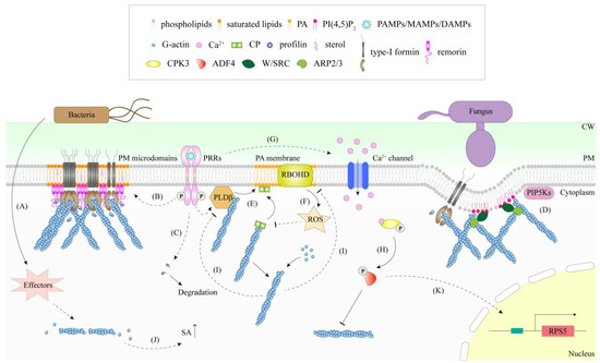 The Cytoskeleton in Plant Immunity: Dynamics, Regulation, and Function