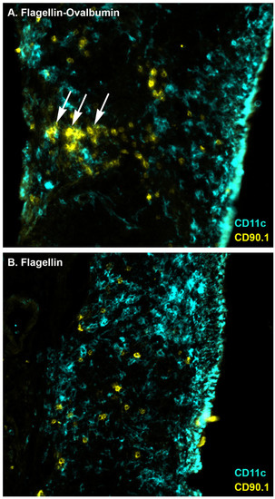 Naïve CD4+ T Cell Activation in the Nasal-Associated Lymphoid Tissue ...