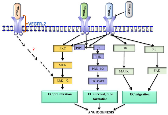 The VEGF/VEGFR Axis Revisited: Implications for Cancer Therapy
