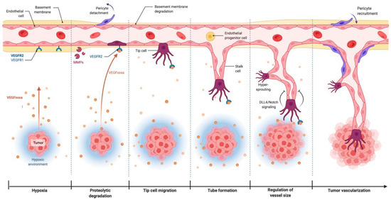 The VEGF/VEGFR Axis Revisited: Implications for Cancer Therapy
