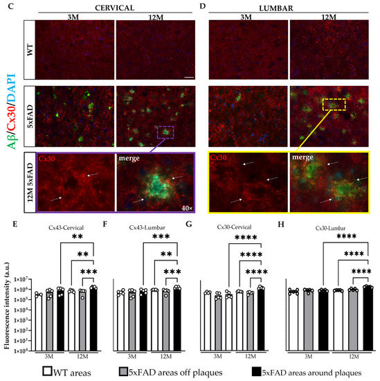 Glial Gap Junction Pathology in the Spinal Cord of the 5xFAD Mouse ...