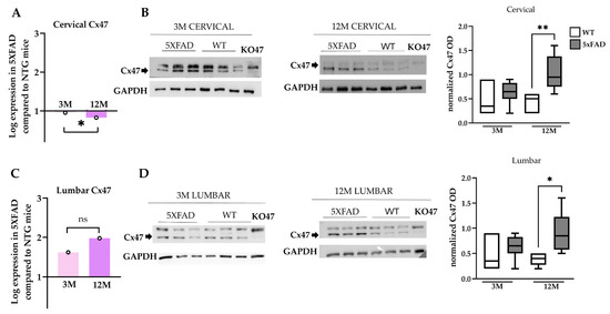 Glial Gap Junction Pathology in the Spinal Cord of the 5xFAD Mouse ...