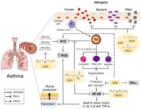 Role of Sulfur Compounds in Garlic as Potential Therapeutic Option for ...
