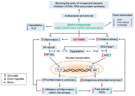 Role of Sulfur Compounds in Garlic as Potential Therapeutic Option for ...